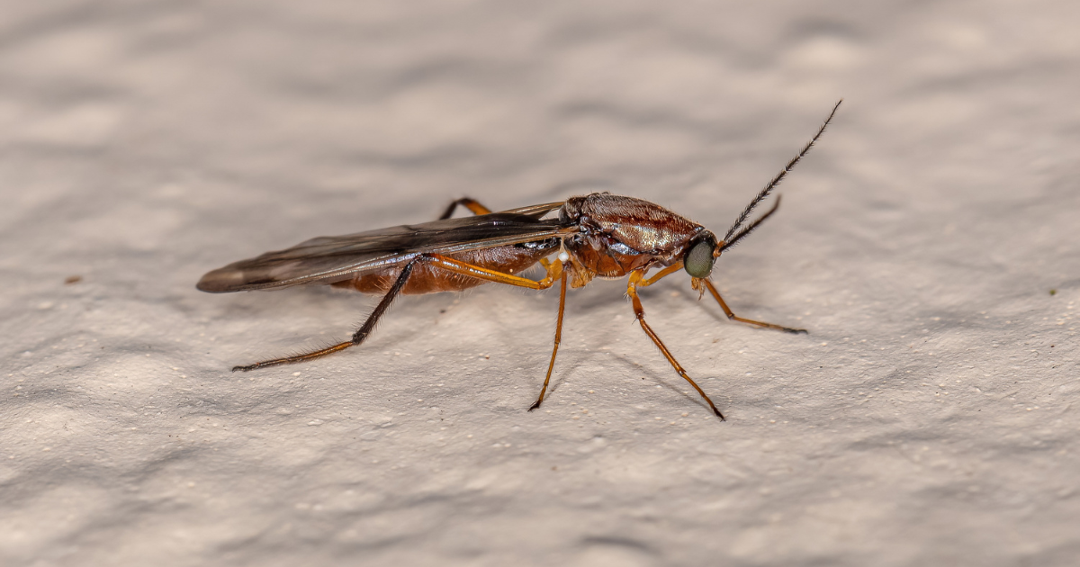 A primer on Oropouche virus